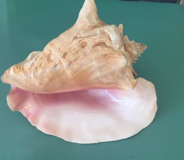 Conch Shell – Morton S. Gray – Author